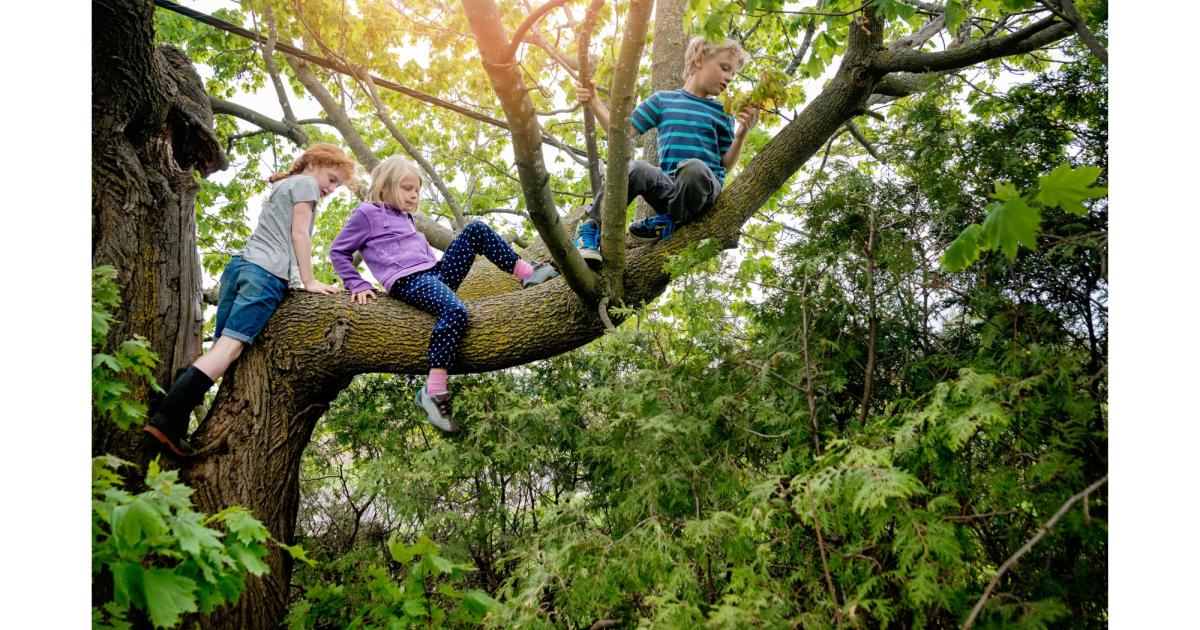 Leg i skoven | Silkeborg Bibliotekerne